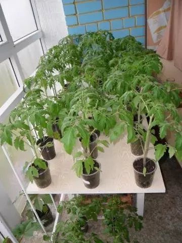 At what temperature can tomatoes be planted 640_10