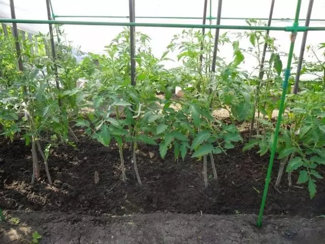 At what temperature can tomatoes be planted 640_13