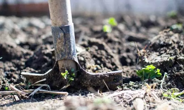 At what temperature can tomatoes be planted 640_16