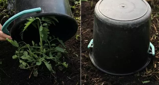 Bei welcher Temperatur können Tomaten gepflanzt werden? 640_19