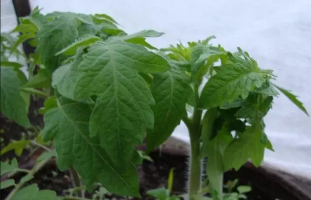 Bei welcher Temperatur können Tomaten gepflanzt werden? 640_2