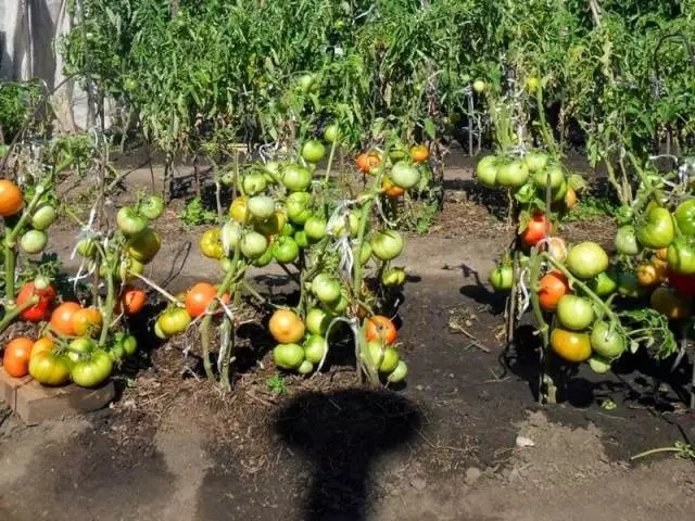 Bei welcher Temperatur können Tomaten gepflanzt werden? 640_20