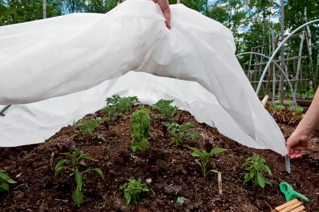 Bei welcher Temperatur können Tomaten gepflanzt werden? 640_25