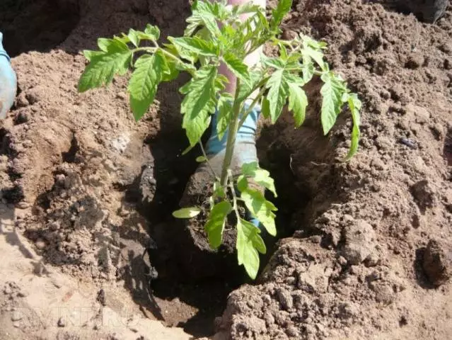 Bei welcher Temperatur können Tomaten gepflanzt werden? 640_5