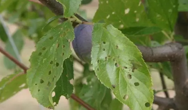 Plum Prunes: descrição da variedade, fotos, comentários 6415_19