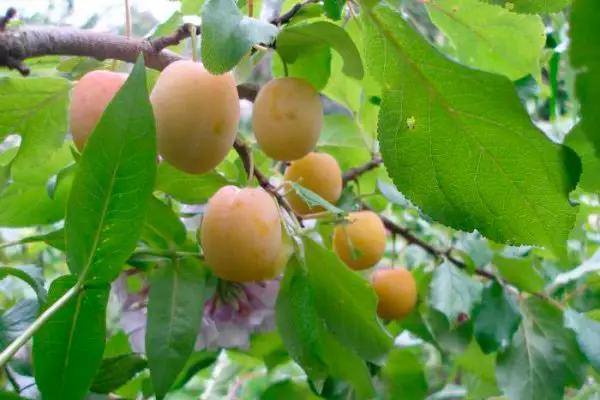 Plum Yakhontovaya: rupa pedaran, poto, ulasan, pollinator 6419_3