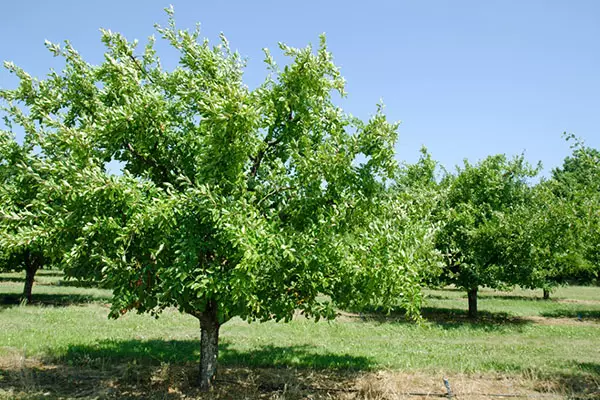 Plum Yakhontovaya: rupa pedaran, poto, ulasan, pollinator 6419_5