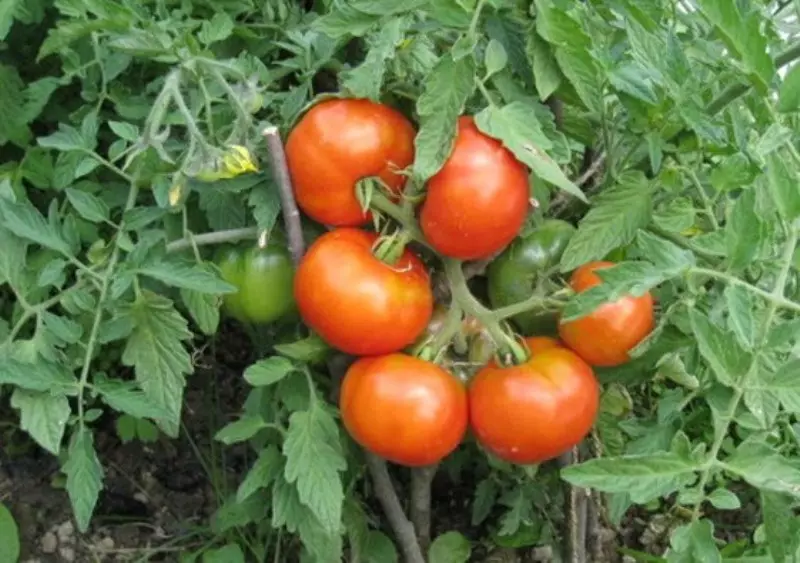 Sibirische frühreifende Tomate: Eigenschaften und Beschreibung der Sorte, Bewertungen