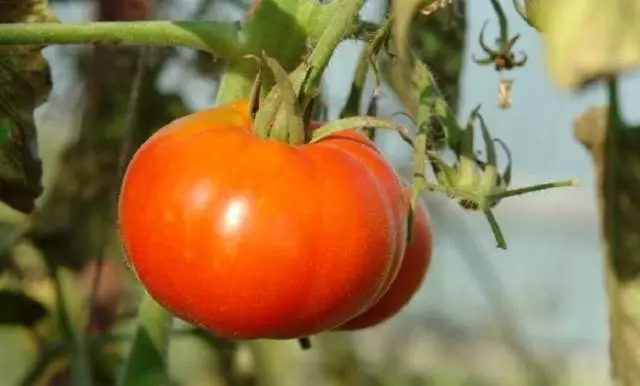 Sibirische frühreifende Tomate: Eigenschaften und Beschreibung der Sorte, Bewertungen 642_10