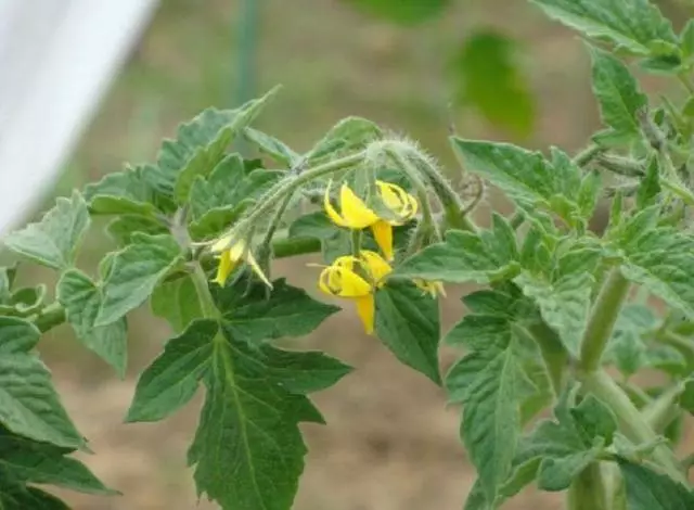 साइबेरियन चाँडै पकने टमाटर: विशेषताहरु र विविधता को विवरण, समीक्षा 642_2