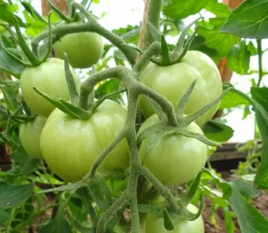 Sibirische frühreifende Tomate: Eigenschaften und Beschreibung der Sorte, Bewertungen 642_5