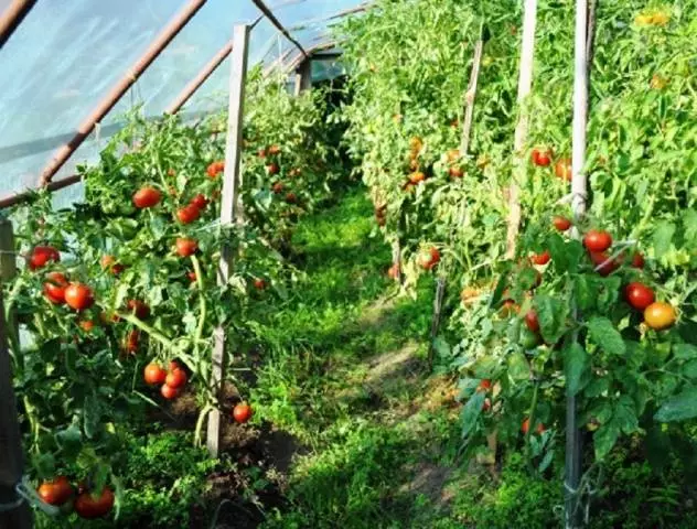 Sibirische frühreifende Tomate: Eigenschaften und Beschreibung der Sorte, Bewertungen 642_6