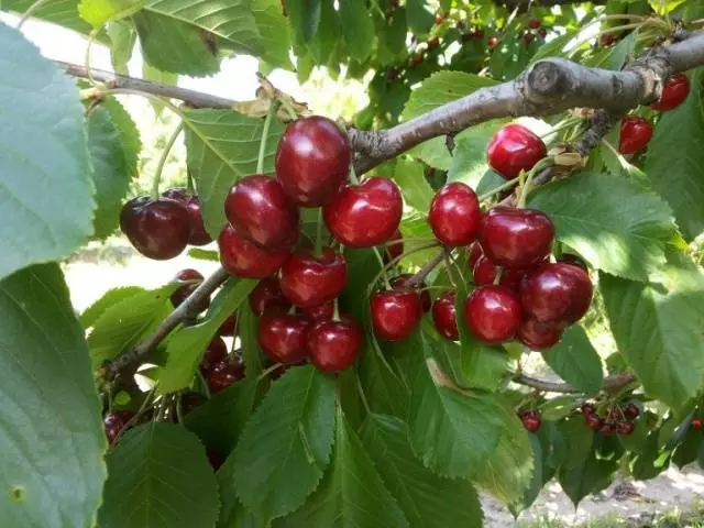 Cereja de frutos grandes: descrição da variedade, fotos, comentários, polinizadores 6447_1