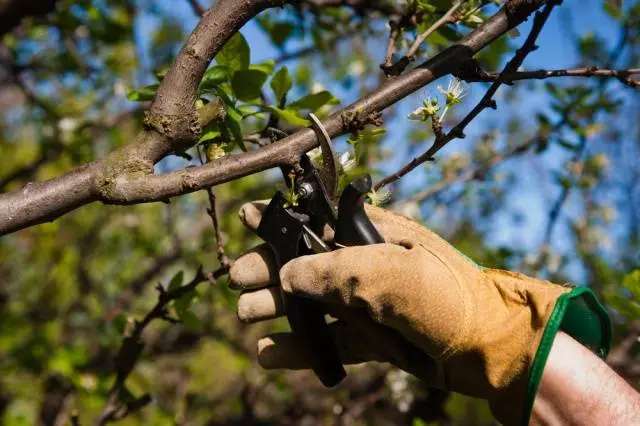 Cereja de frutos grandes: descrição da variedade, fotos, comentários, polinizadores 6447_11