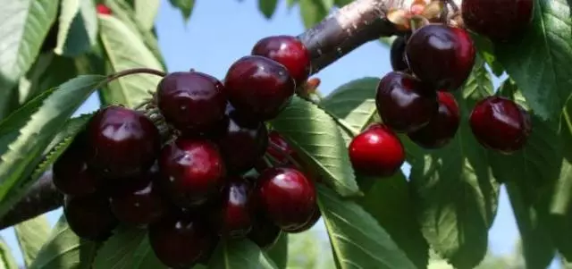 ផ្លែធំដែលមានផ្លែ Cherry៖ ការពិពណ៌នាពូជរូបថតការពិនិត្យឡើងវិញអ្នកលំអង 6447_2