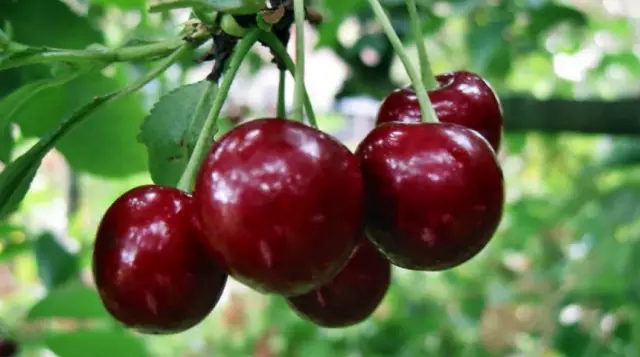 Cherry Katta mevali: xilma-xillik tavsifi, fotosuratlar, sharhlar, changlatuvchilar 6447_21