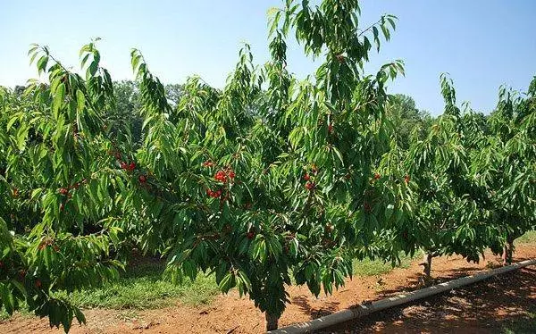 ផ្លែធំដែលមានផ្លែ Cherry៖ ការពិពណ៌នាពូជរូបថតការពិនិត្យឡើងវិញអ្នកលំអង 6447_3