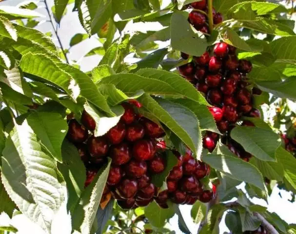 Cereja de frutos grandes: descrição da variedade, fotos, comentários, polinizadores 6447_4