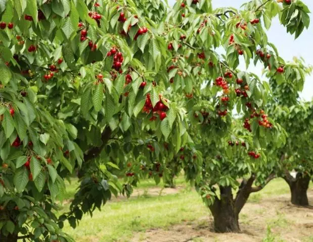 Cereja de frutos grandes: descrição da variedade, fotos, comentários, polinizadores 6447_5