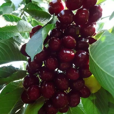 ផ្លែធំដែលមានផ្លែ Cherry៖ ការពិពណ៌នាពូជរូបថតការពិនិត្យឡើងវិញអ្នកលំអង 6447_8