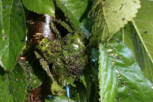 Pucerons sur les cerises: comment traiter, photos, comment traiter, remèdes populaires, en mai, juin 6453_1