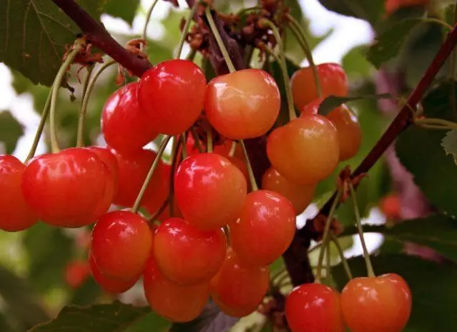 Pucerons sur les cerises: comment traiter, photos, comment traiter, remèdes populaires, en mai, juin 6453_12