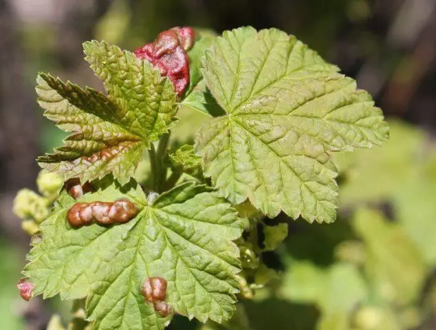 Pucerons sur les cerises: comment traiter, photos, comment traiter, remèdes populaires, en mai, juin 6453_2