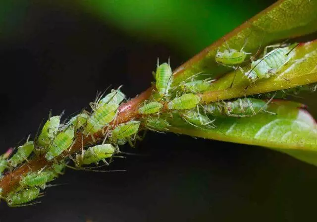 Pucerons sur les cerises: comment traiter, photos, comment traiter, remèdes populaires, en mai, juin 6453_3