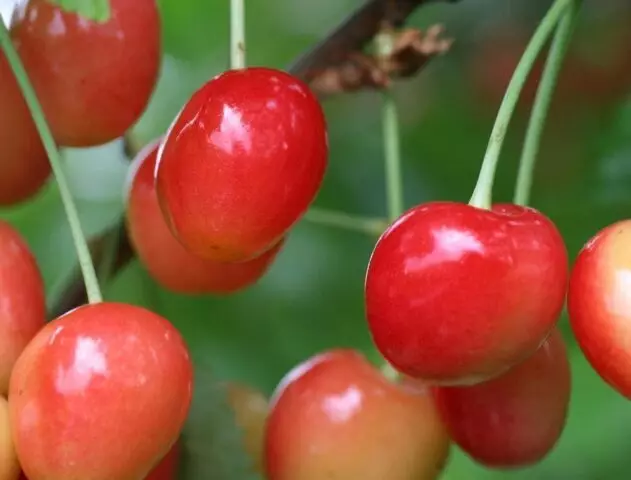 Pucerons sur les cerises: comment traiter, photos, comment traiter, remèdes populaires, en mai, juin 6453_30