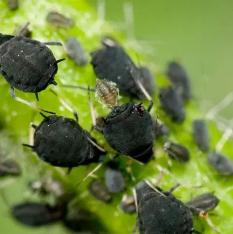 Pucerons sur les cerises: comment traiter, photos, comment traiter, remèdes populaires, en mai, juin 6453_4