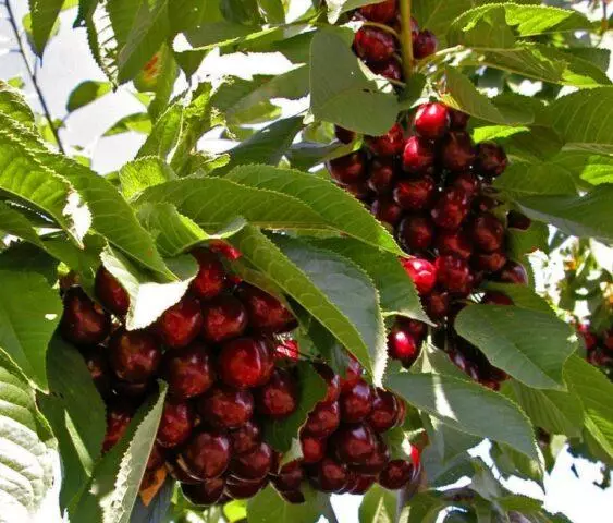 Pucerons sur les cerises: comment traiter, photos, comment traiter, remèdes populaires, en mai, juin 6453_5