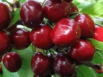 Cherry Bryanochka: คำอธิบายหลากหลาย, ภาพถ่าย, บทวิจารณ์, แมลงผสมเกสร, ความต้านทานน้ำค้างแข็ง 6460_1