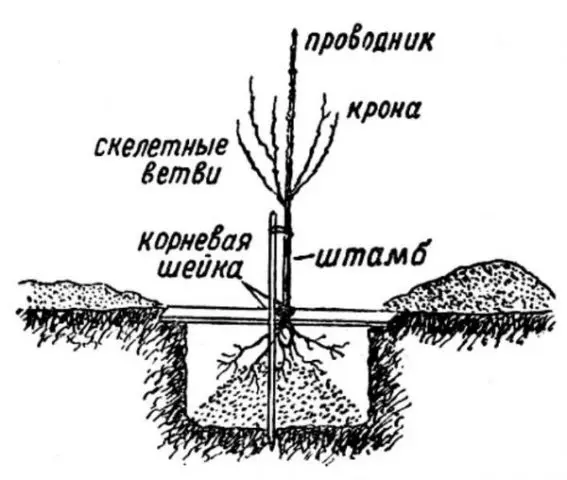 Cherry Bryanochka: คำอธิบายหลากหลาย, ภาพถ่าย, บทวิจารณ์, แมลงผสมเกสร, ความต้านทานน้ำค้างแข็ง 6460_4