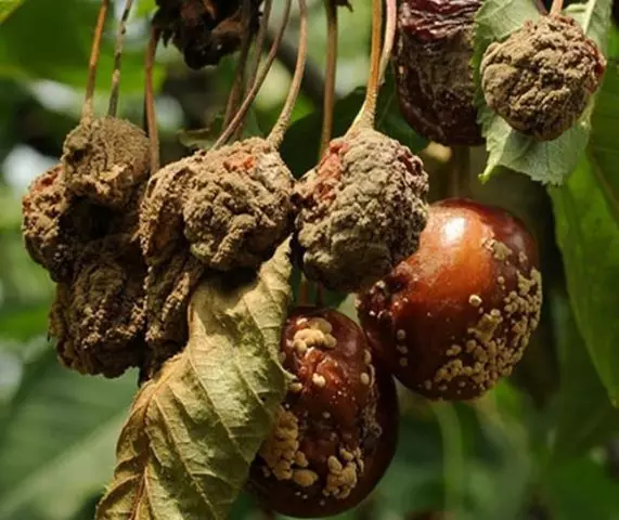 Cherry Bryanochka: malongosoledwe osiyanasiyana, zithunzi, kuwunika, pollinators, kukana chisanu 6460_5