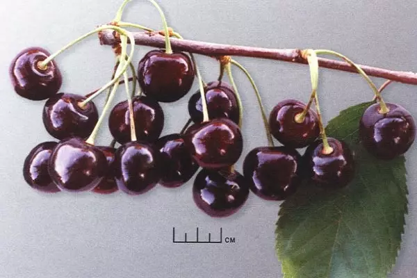 Cherry Bryanochka: description de la variété, photos, avis, pollinisateurs, résistance au gel 6460_6