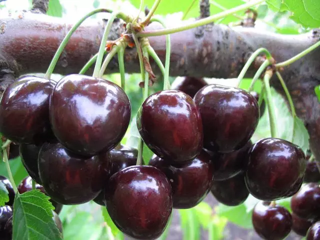 Lokoma la chitumbuwa choyera, chachikaso, chofiira, chakuda, koyambirira, mochedwa, chodzipangira chonde: mitundu, mafotokozedwe, zithunzi, ndemanga 6461_13