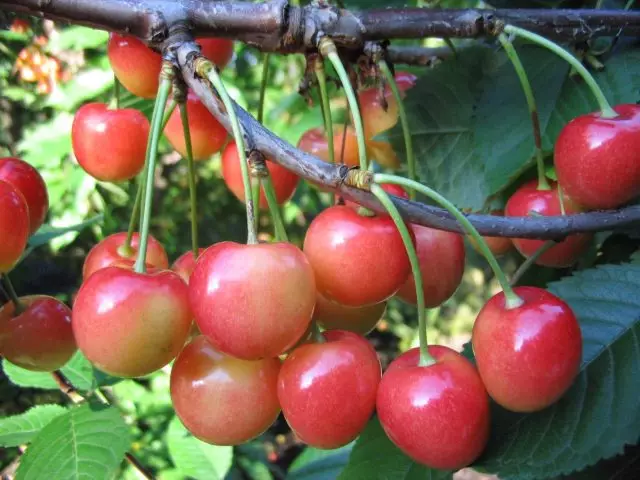 Lokoma la chitumbuwa choyera, chachikaso, chofiira, chakuda, koyambirira, mochedwa, chodzipangira chonde: mitundu, mafotokozedwe, zithunzi, ndemanga 6461_14