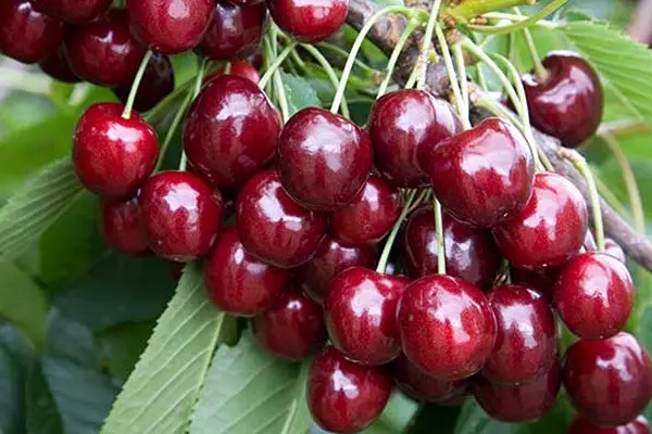 Lokoma la chitumbuwa choyera, chachikaso, chofiira, chakuda, koyambirira, mochedwa, chodzipangira chonde: mitundu, mafotokozedwe, zithunzi, ndemanga 6461_18