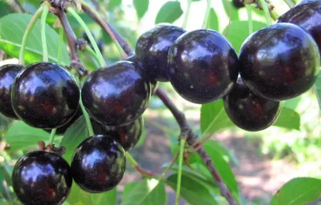 Lokoma la chitumbuwa choyera, chachikaso, chofiira, chakuda, koyambirira, mochedwa, chodzipangira chonde: mitundu, mafotokozedwe, zithunzi, ndemanga 6461_22