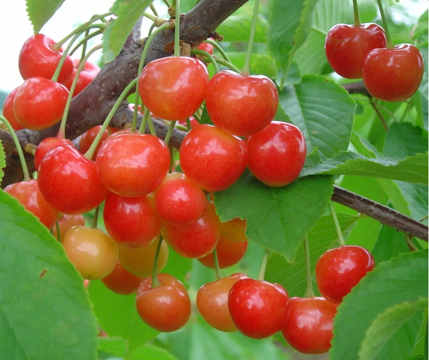 Lokoma la chitumbuwa choyera, chachikaso, chofiira, chakuda, koyambirira, mochedwa, chodzipangira chonde: mitundu, mafotokozedwe, zithunzi, ndemanga 6461_36