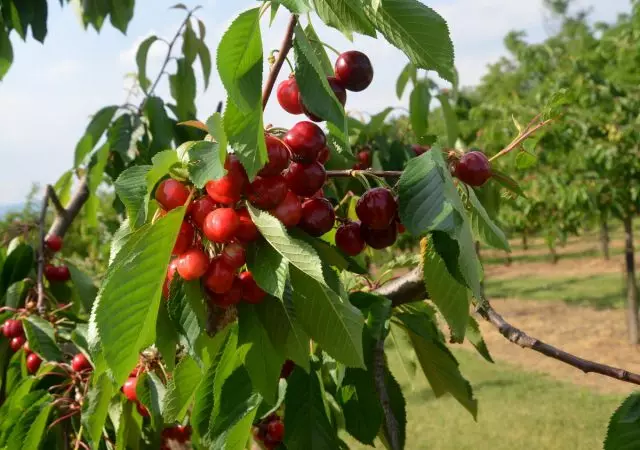 Tamu tamu nyeupe, manjano, nyekundu, nyeusi, mapema, marehemu, yenye rutuba: aina, maelezo, picha, hakiki 6461_37