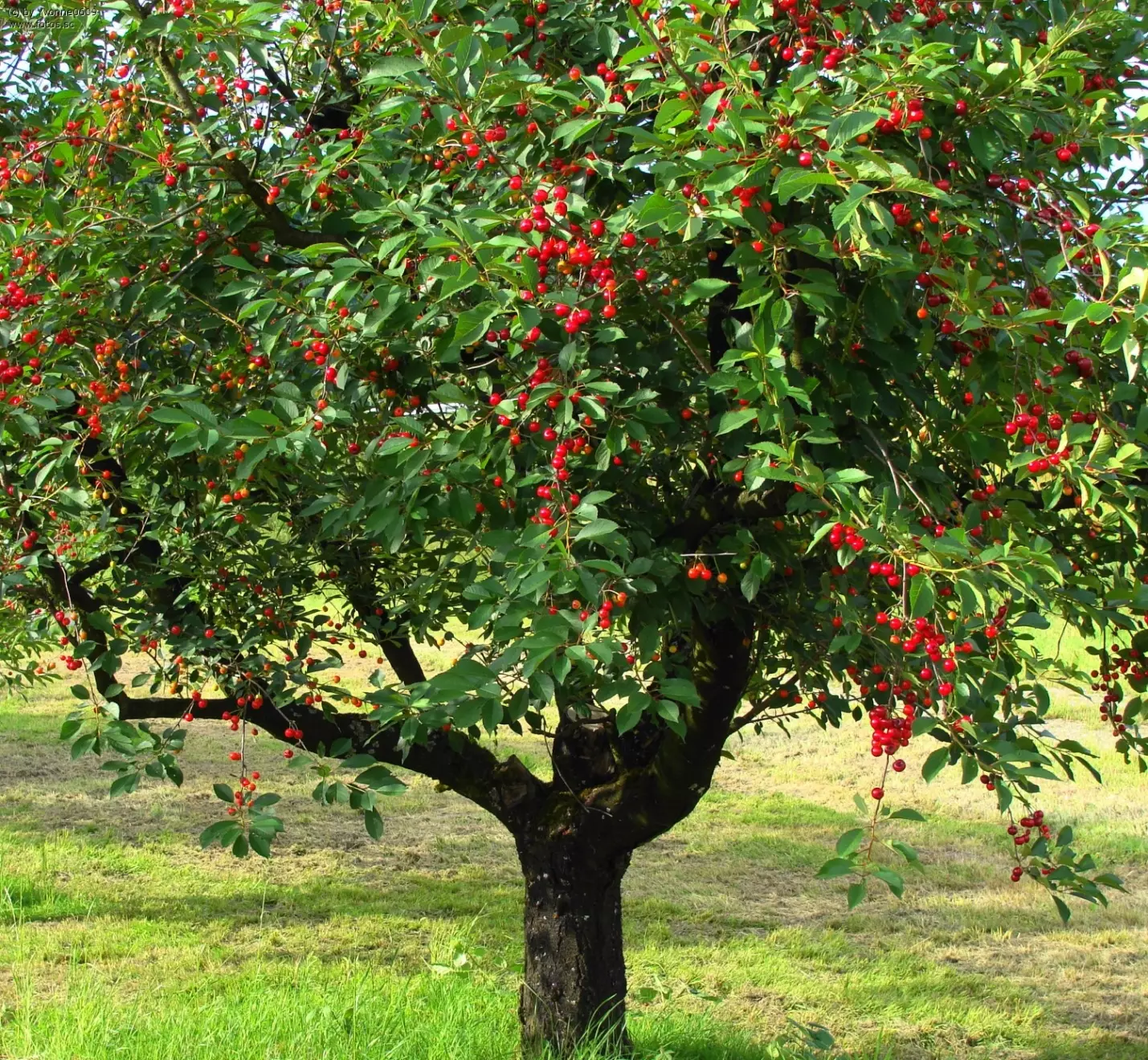 Cereja doce branca, amarela, vermelha, preta, precoce, tardia, autofértil: variedades, descrição, fotos, comentários 6461_38