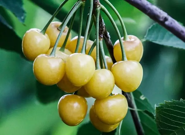 Lokoma la chitumbuwa choyera, chachikaso, chofiira, chakuda, koyambirira, mochedwa, chodzipangira chonde: mitundu, mafotokozedwe, zithunzi, ndemanga 6461_4