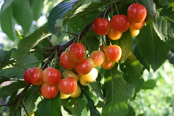 Sweet cherry Franz Joseph: variety description, photos, reviews, pollinators 6463_1