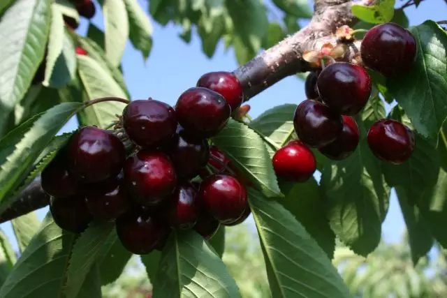 Sweet Cherry Annushka: အမျိုးမျိုးဖော်ပြချက်၊ ဓာတ်ပုံများ၊ ပြန်လည်သုံးသပ်ခြင်း 6466_1