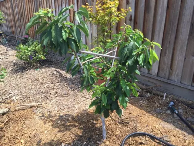 Sweet Cherry Annushka: အမျိုးမျိုးဖော်ပြချက်၊ ဓာတ်ပုံများ၊ ပြန်လည်သုံးသပ်ခြင်း 6466_10