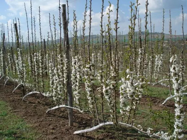 Sweet Cherry Annushka: အမျိုးမျိုးဖော်ပြချက်၊ ဓာတ်ပုံများ၊ ပြန်လည်သုံးသပ်ခြင်း 6466_11