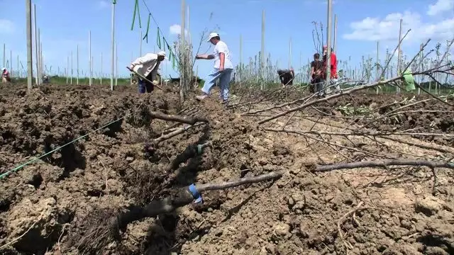 Cereixa doce Annushka: descrición da variedade, fotos, comentarios 6466_13