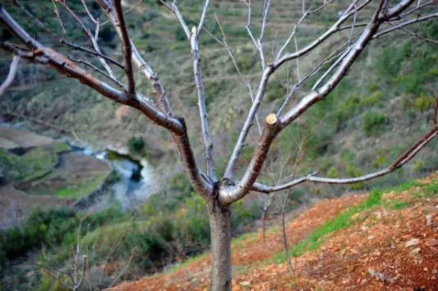 Cereixa doce Annushka: descrición da variedade, fotos, comentarios 6466_18