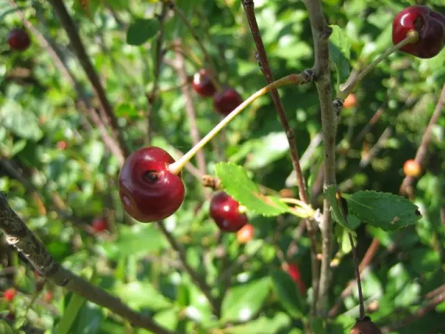 Sweet Cherry Annushka: အမျိုးမျိုးဖော်ပြချက်၊ ဓာတ်ပုံများ၊ ပြန်လည်သုံးသပ်ခြင်း 6466_2